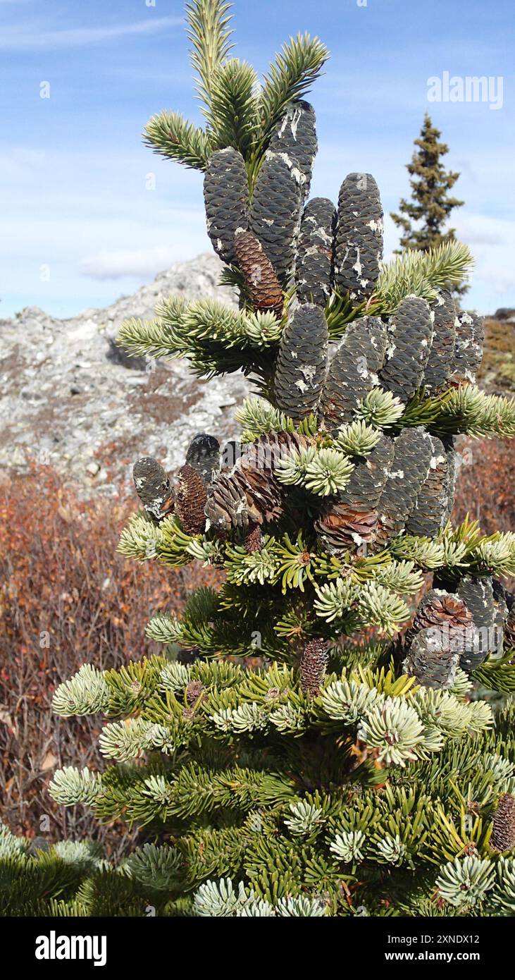 subalpine fir (Abies lasiocarpa) Plantae Stock Photo - Alamy