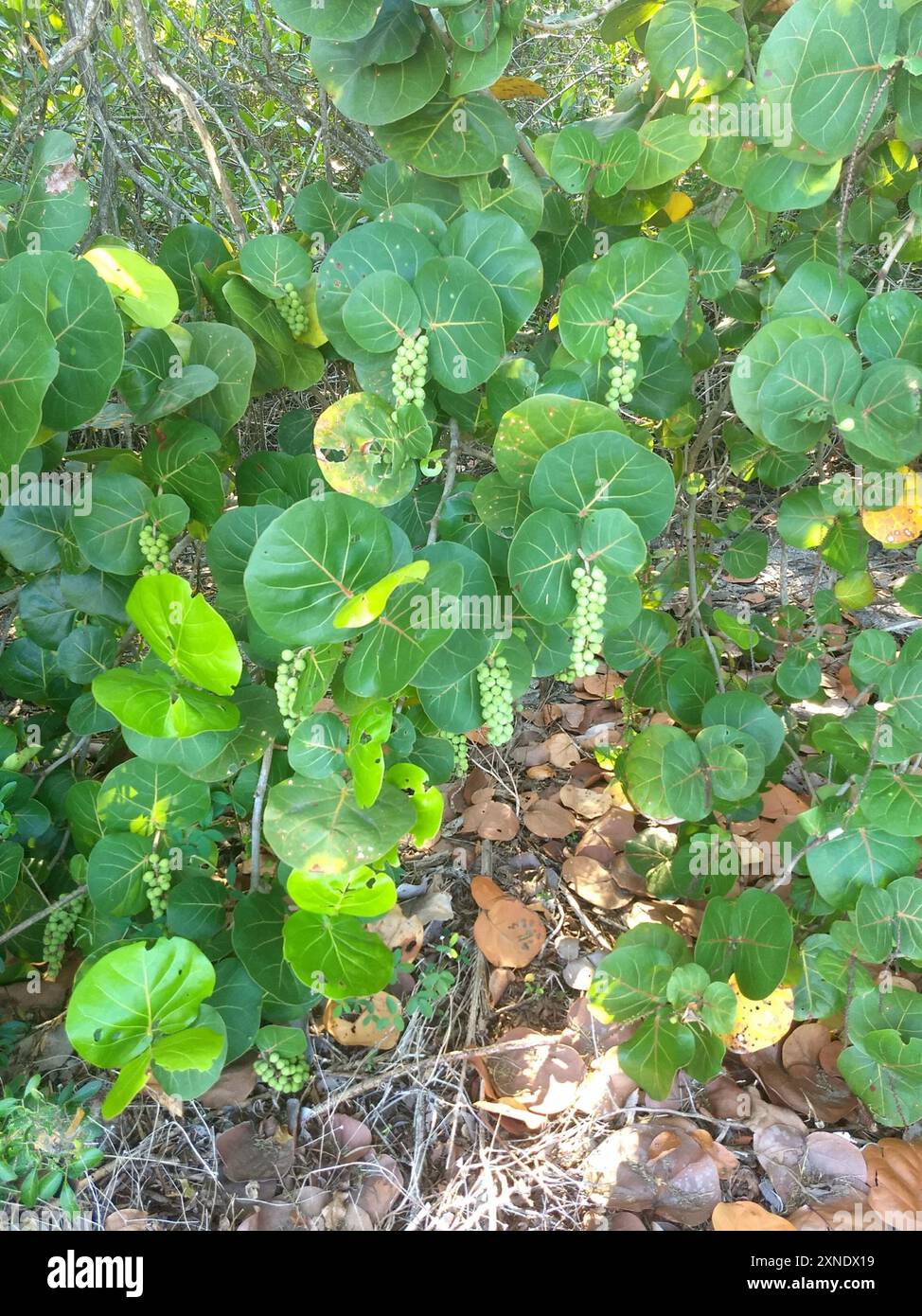 sea grape (Coccoloba uvifera) Plantae Stock Photo - Alamy