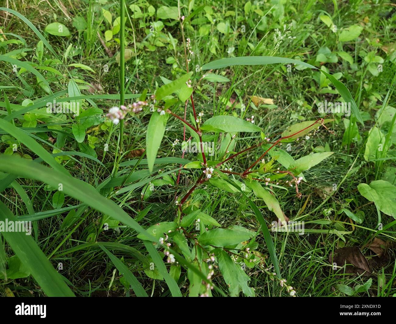 waterpepper (Persicaria hydropiper) Plantae Stock Photo - Alamy
