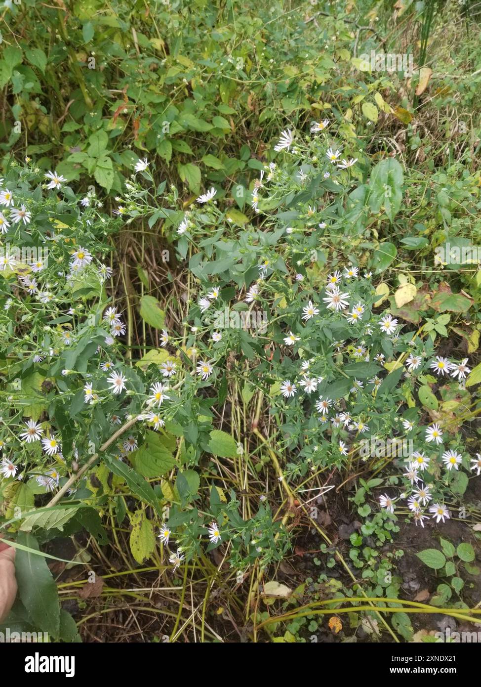 swamp aster (Symphyotrichum puniceum) Plantae Stock Photo - Alamy