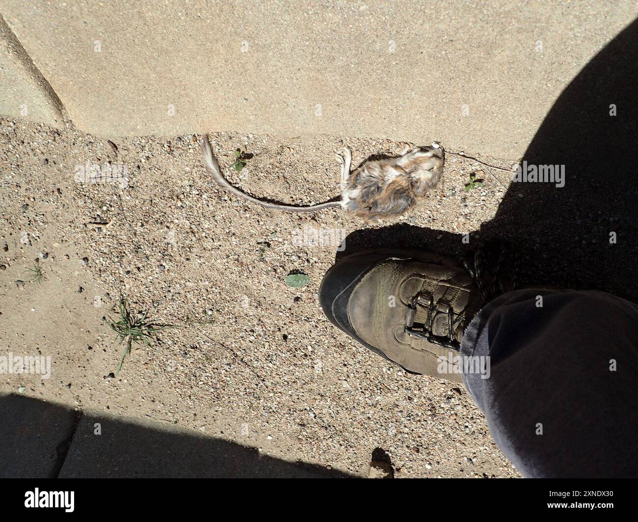 Agile Kangaroo Rat (Dipodomys agilis) Mammalia Stock Photo - Alamy