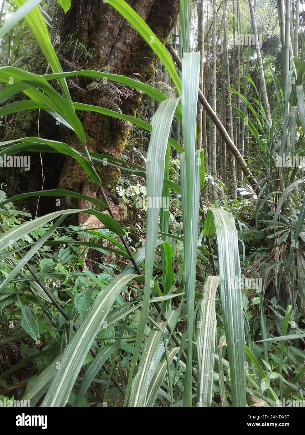 bristlegrasses, bluestems, paspalums, and allies (Panicoideae) Plantae ...
