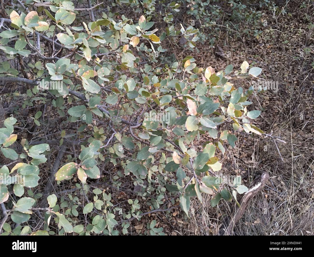 gray oak (Quercus grisea) Plantae Stock Photo - Alamy