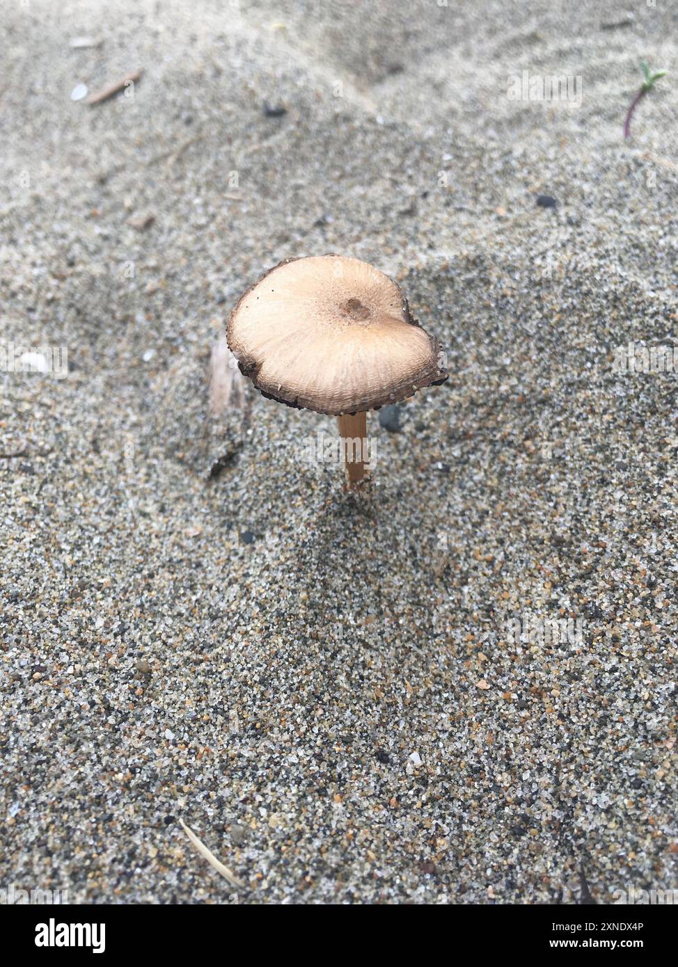 Beach Brittlestem (Psathyrella ammophila) Fungi Stock Photo - Alamy