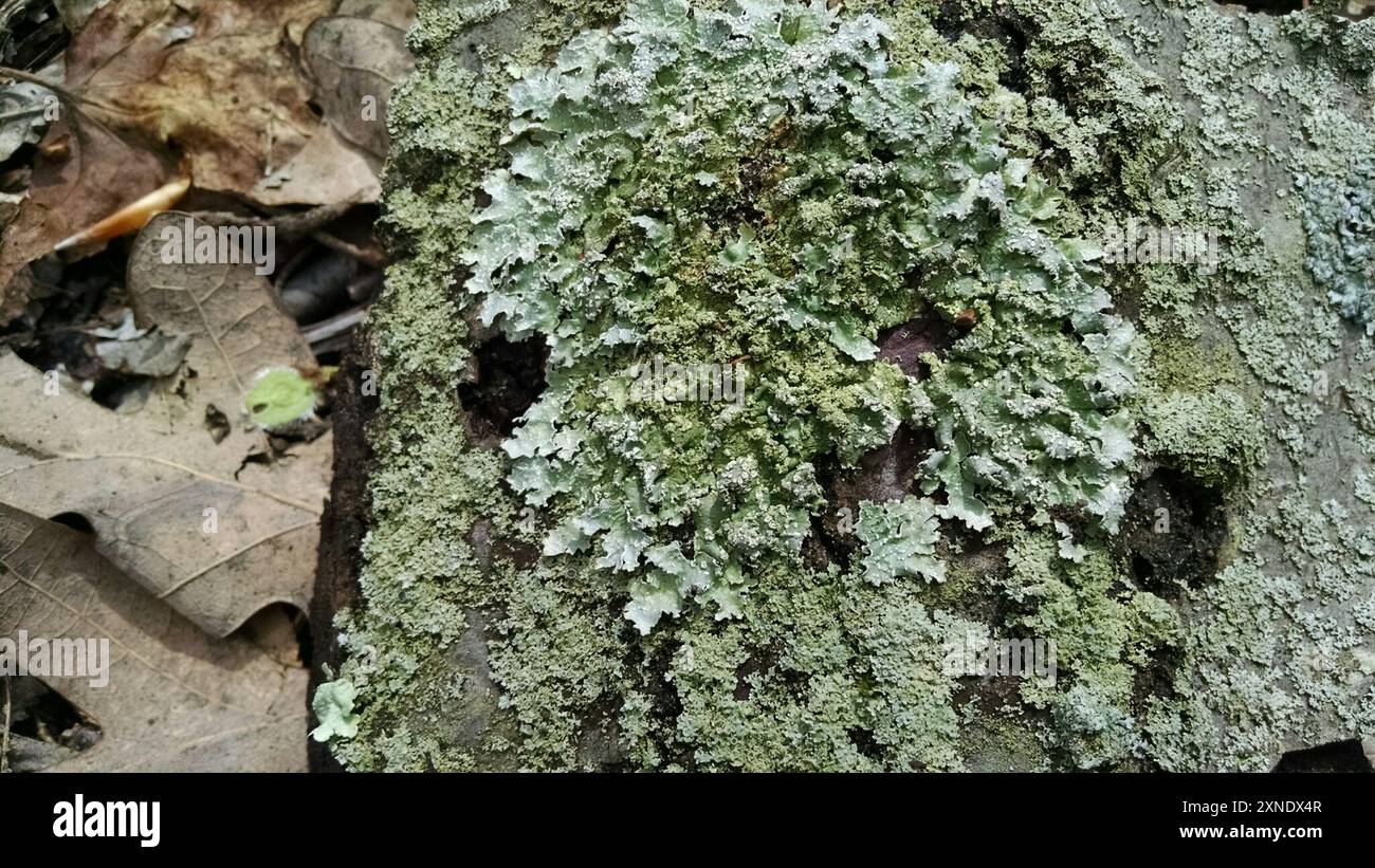 typical shield lichens (Parmelioideae) Fungi Stock Photo - Alamy