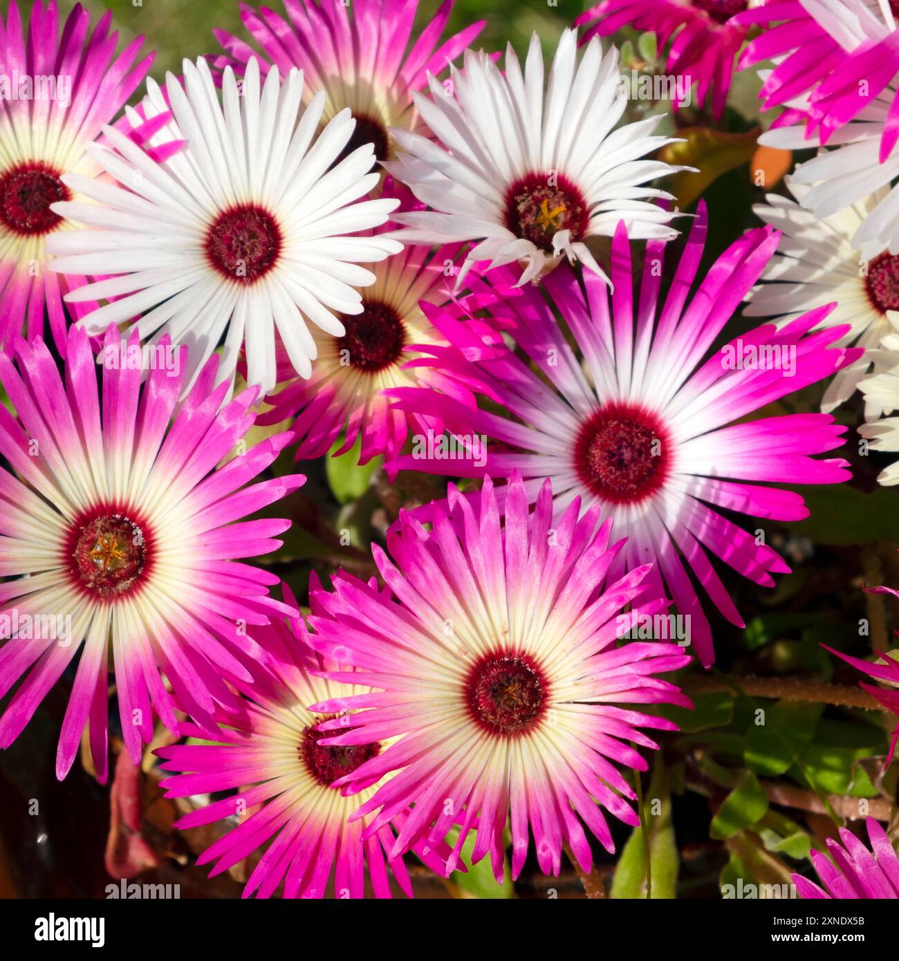 Pink and white mesembryanthemums Livingston Daisies South African ...