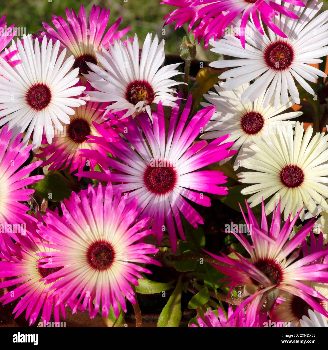 Pink and white mesembryanthemums Livingston Daisies South African ...