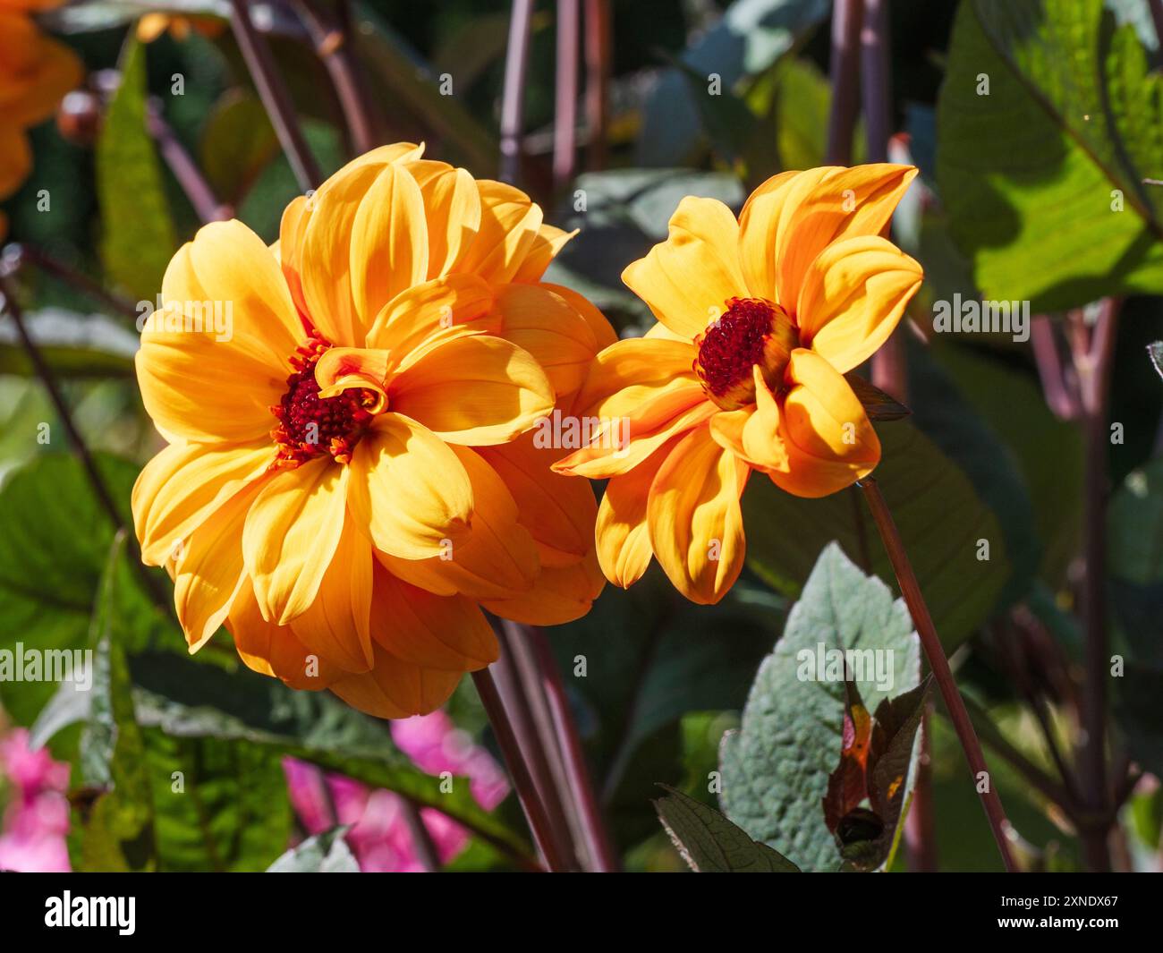Orange sumer flowers of the tuberous, half hardy Dahlia 'David Howard ...