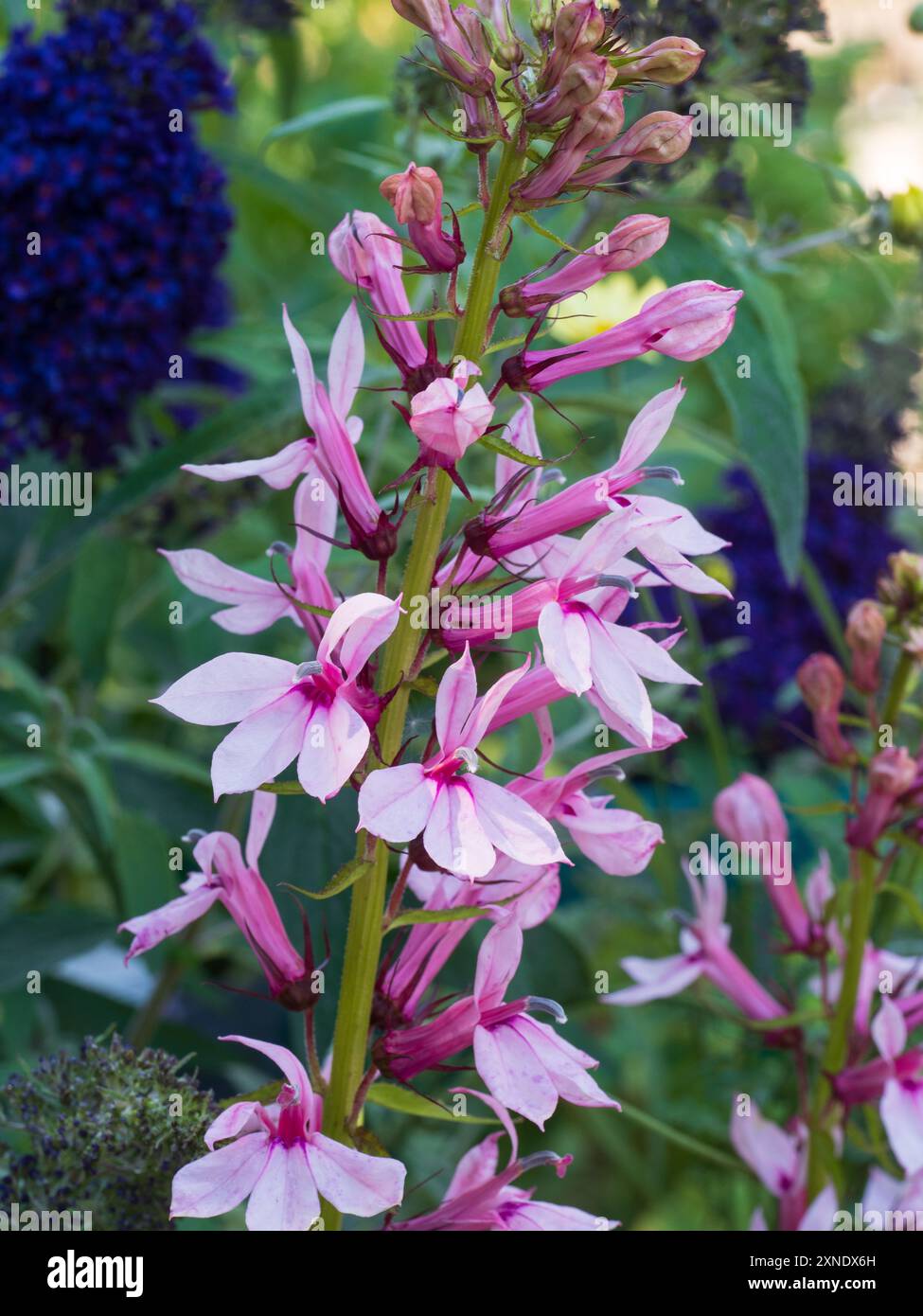 Red throated pink summer flowers and buds of the hardy, upright ...