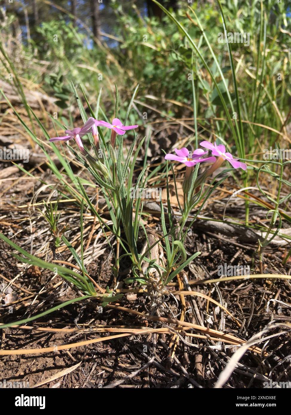 Longleaf Phlox (Phlox longifolia) Plantae Stock Photo - Alamy