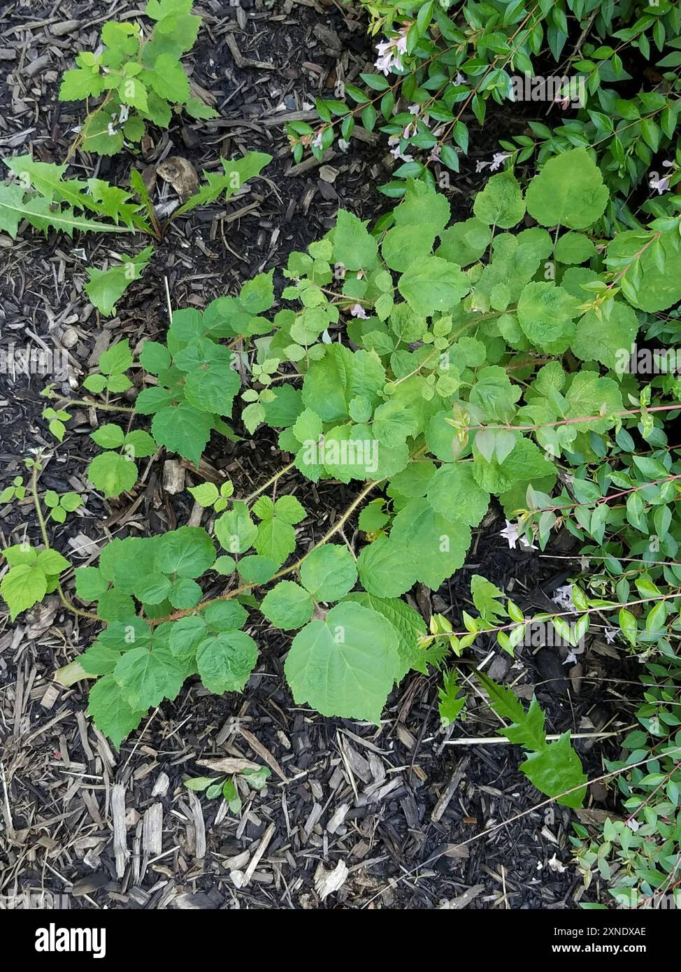 wineberry (Rubus phoenicolasius) Plantae Stock Photo - Alamy
