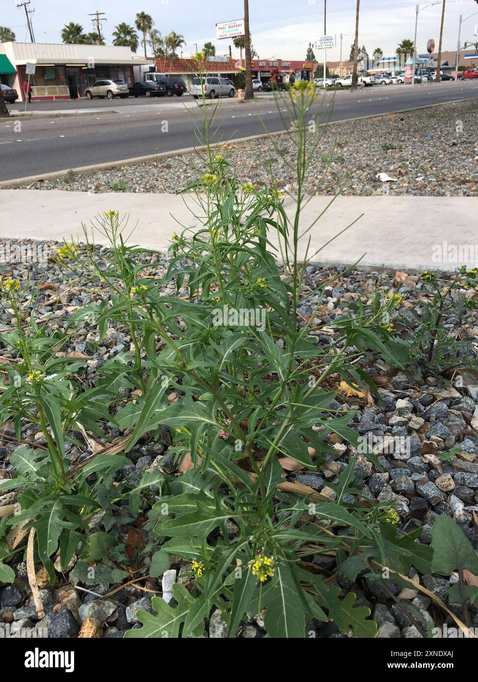 London rocket (Sisymbrium irio) Plantae Stock Photo - Alamy