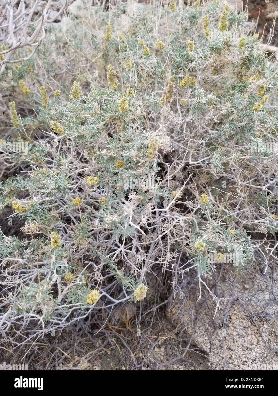 Burrobush (Ambrosia dumosa) Plantae Stock Photo - Alamy