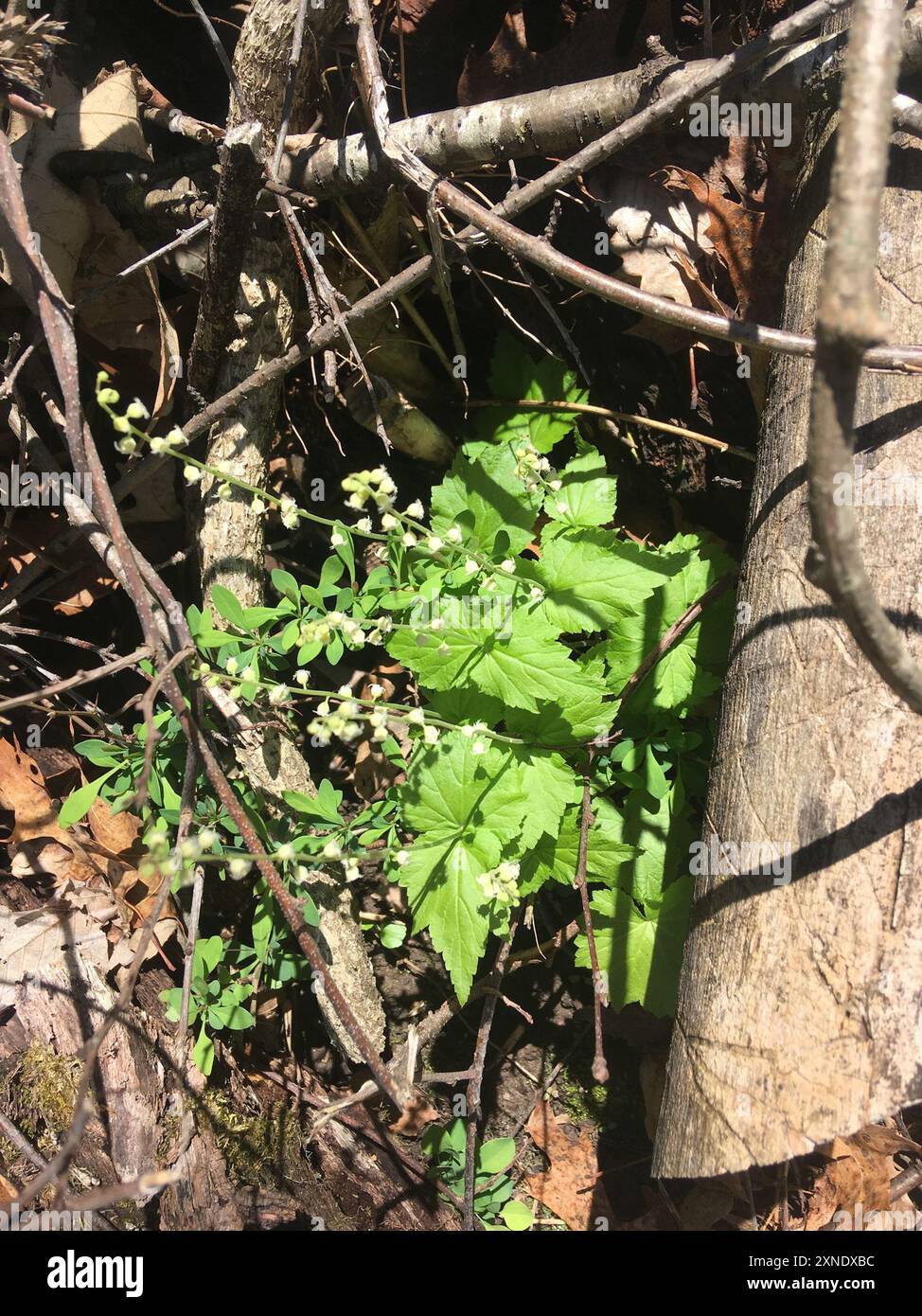 twoleaf miterwort (Mitella diphylla) Plantae Stock Photo - Alamy