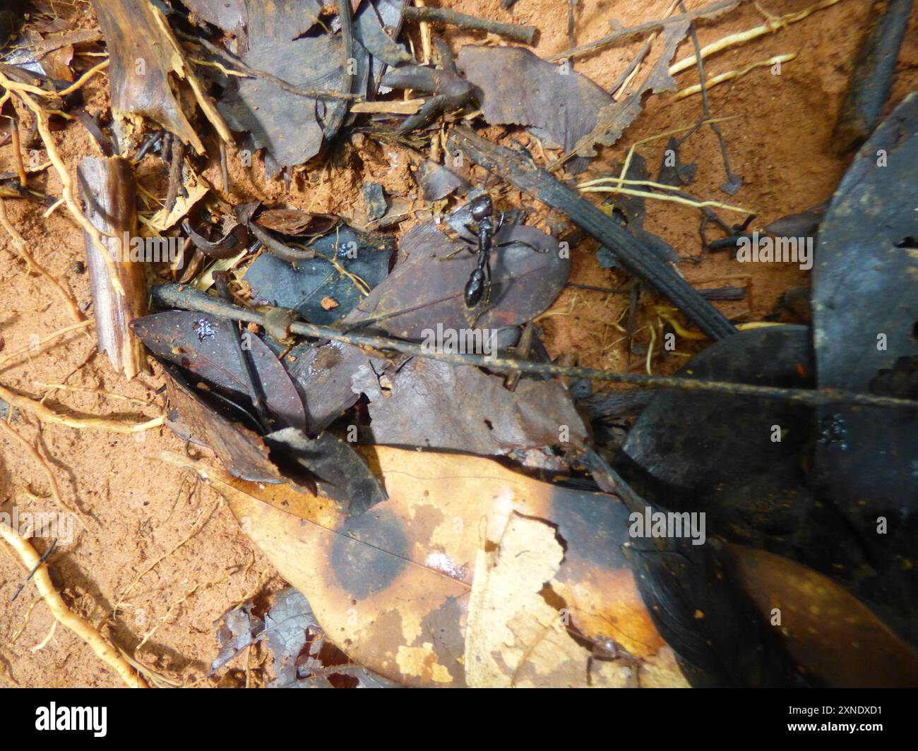 Bullet Ant (Paraponera clavata) Insecta Stock Photo - Alamy