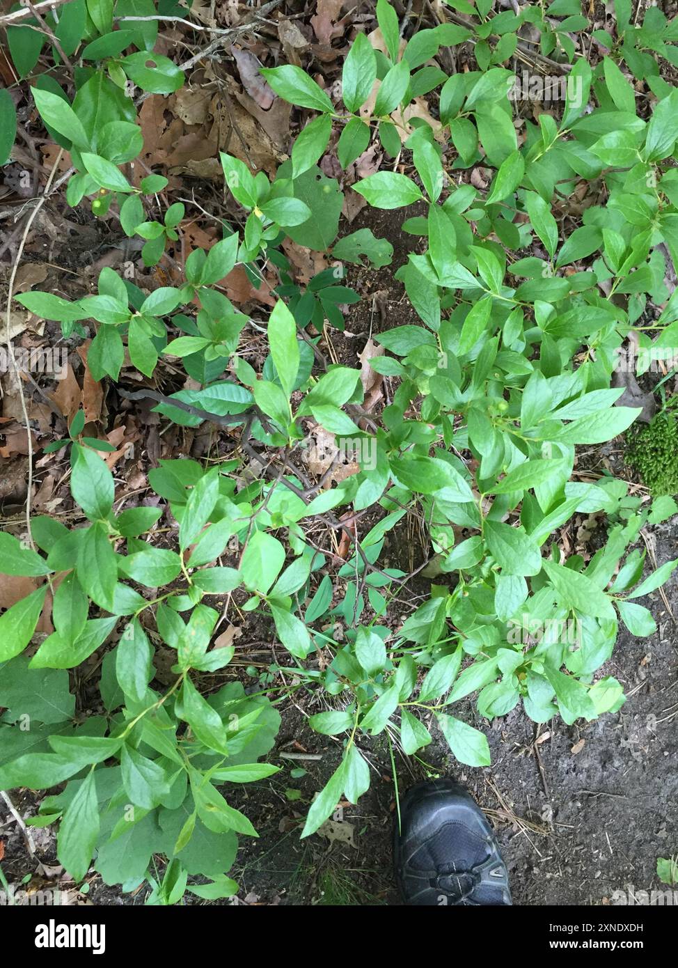black huckleberry (Gaylussacia baccata) Plantae Stock Photo - Alamy