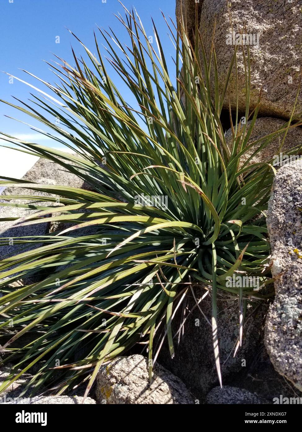 chaparral yucca (Hesperoyucca whipplei) Plantae Stock Photo - Alamy