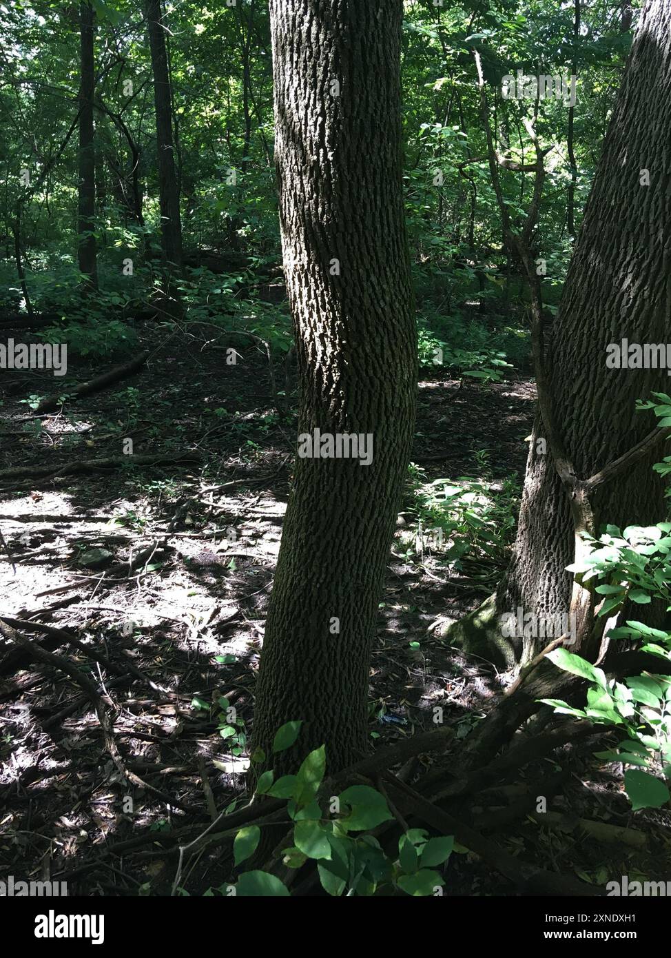 ashes (Fraxinus) Plantae Stock Photo - Alamy