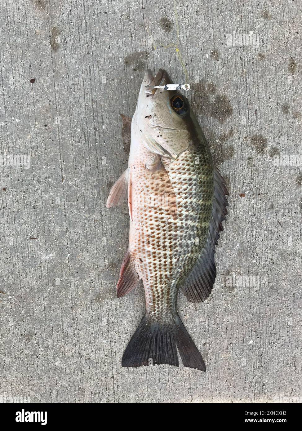 Gray Snapper (Lutjanus griseus) Actinopterygii Stock Photo - Alamy