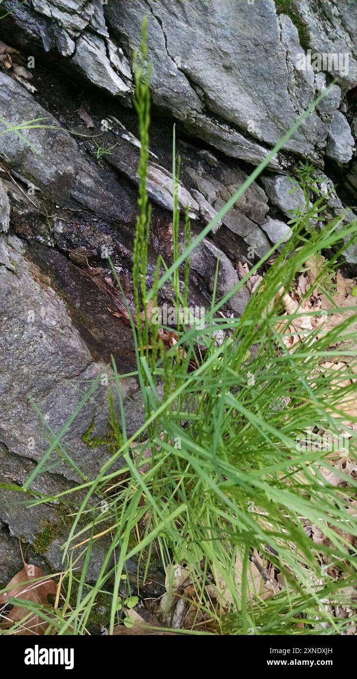 grasses (Poaceae) Plantae Stock Photo - Alamy