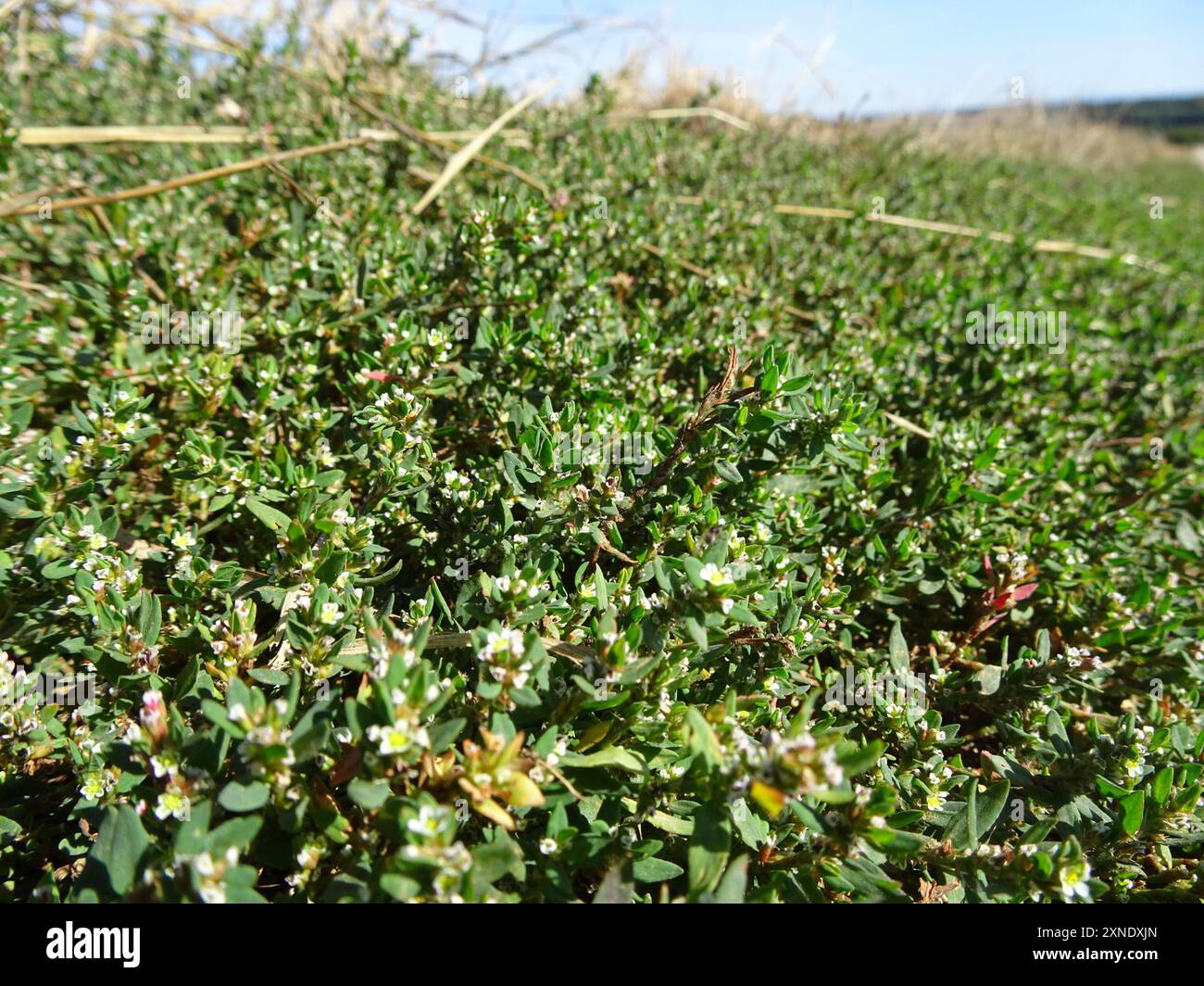 Oval Leaf Knotweed (Polygonum arenastrum) Plantae Stock Photo - Alamy