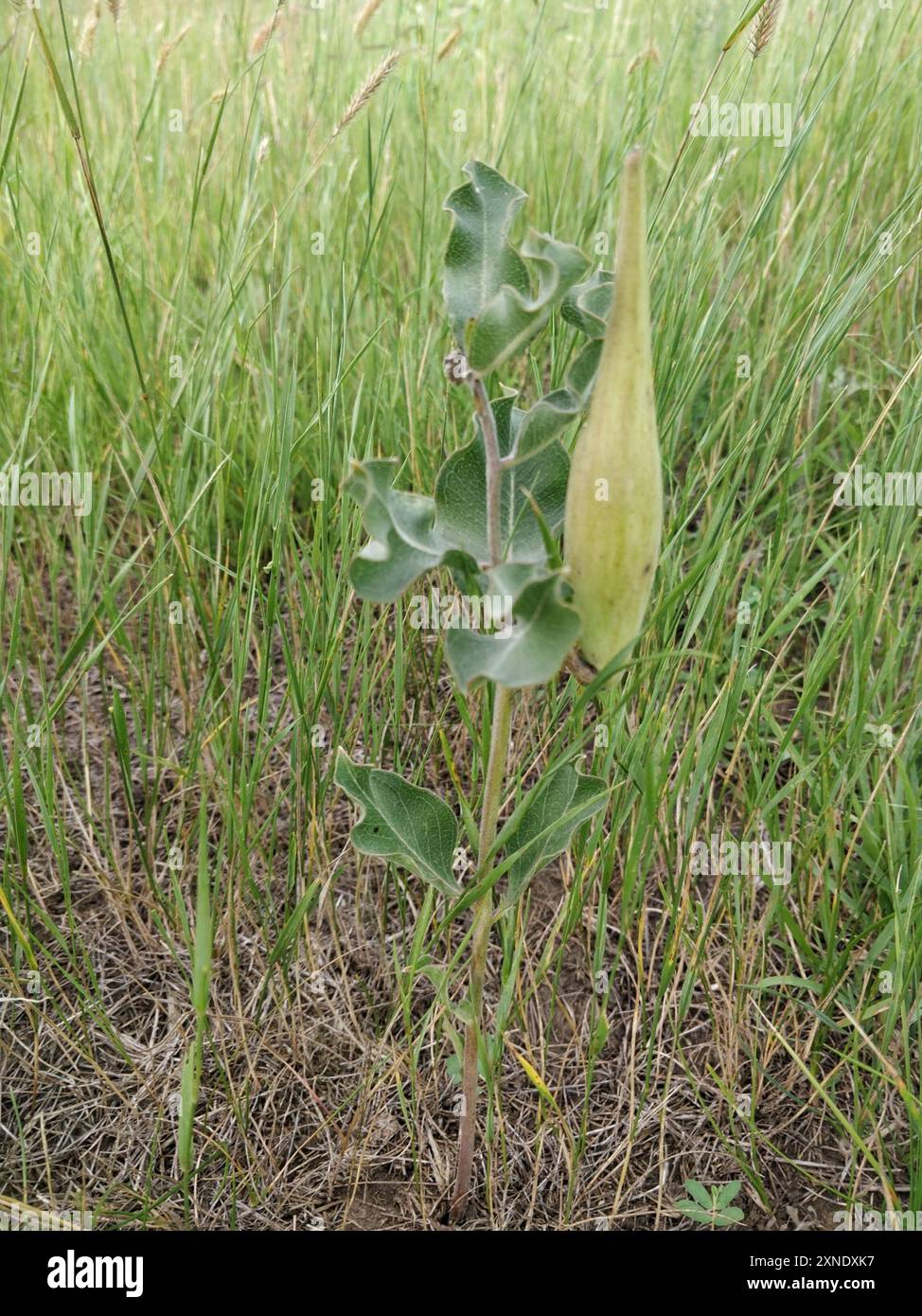 green comet milkweed (Asclepias viridiflora) Plantae Stock Photo - Alamy