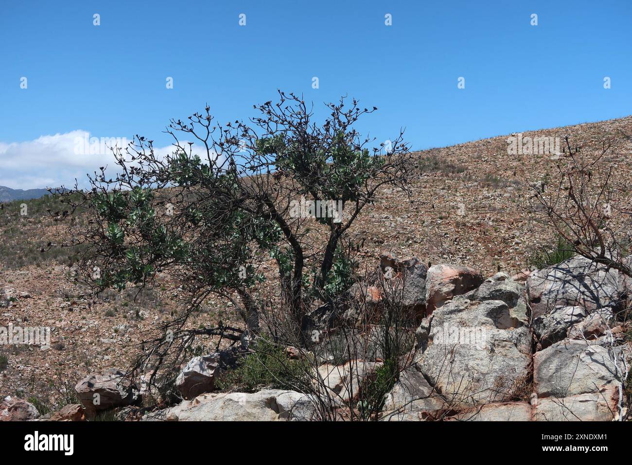 Wagon Tree (Protea nitida) Plantae Stock Photo - Alamy