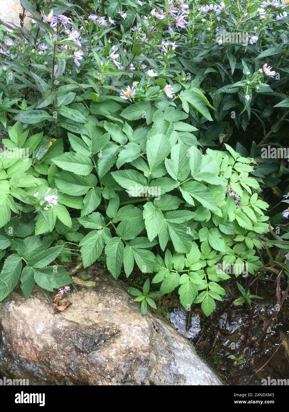 purple-stemmed angelica (Angelica atropurpurea) Plantae Stock Photo - Alamy