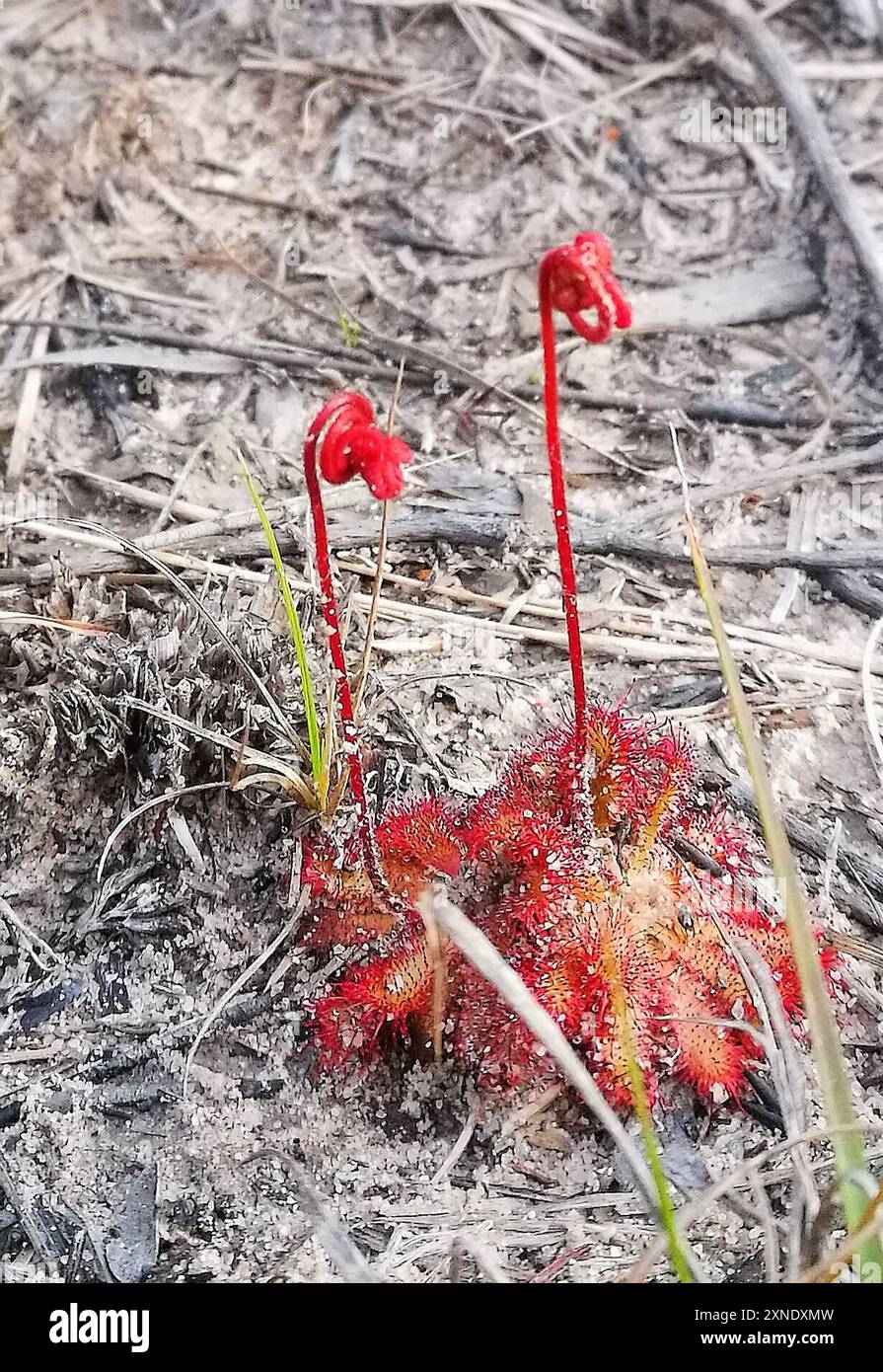 Alice Sundew (Drosera aliciae) Plantae Stock Photo - Alamy