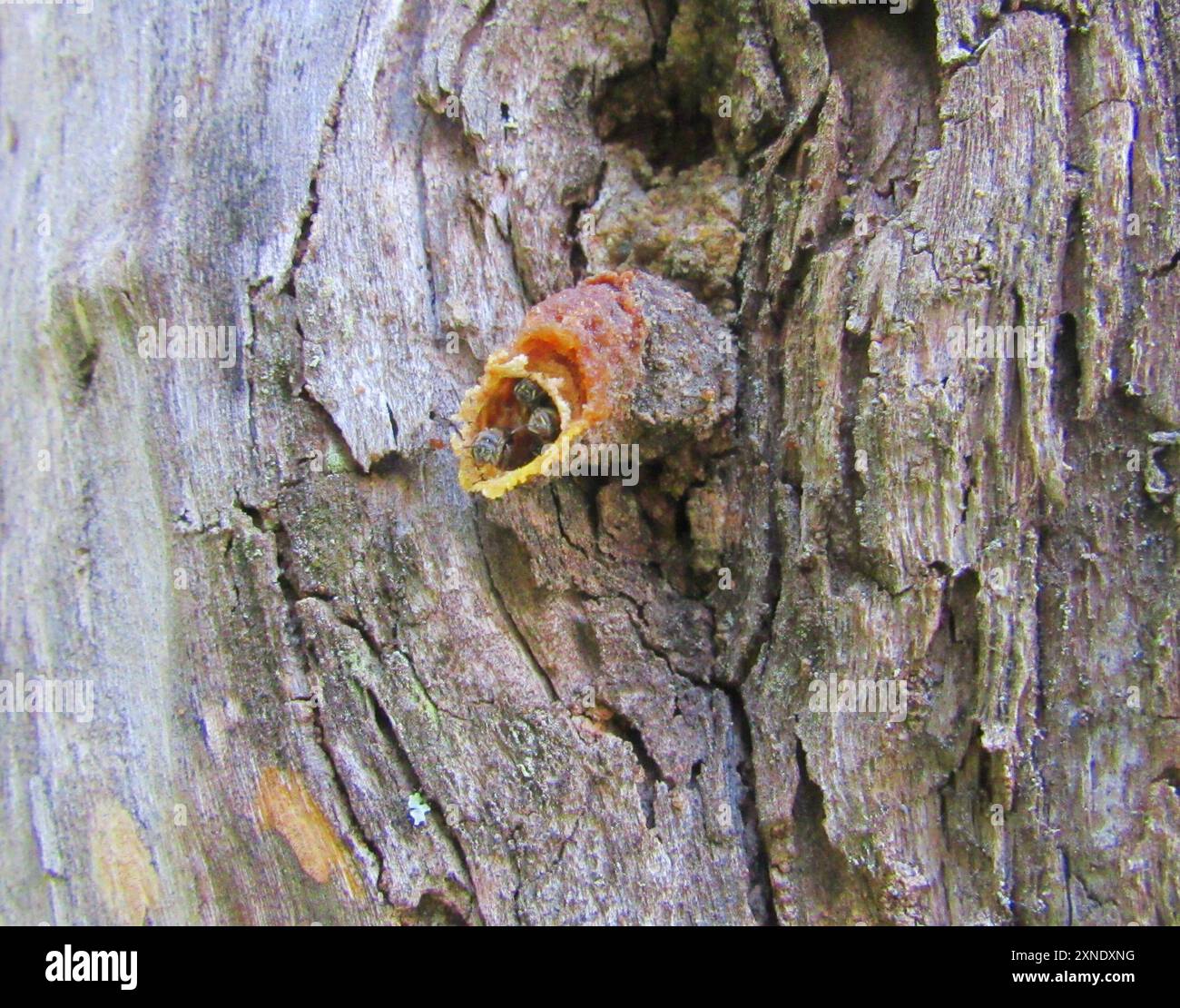 Stingless Bees (Meliponini) Insecta Stock Photo - Alamy