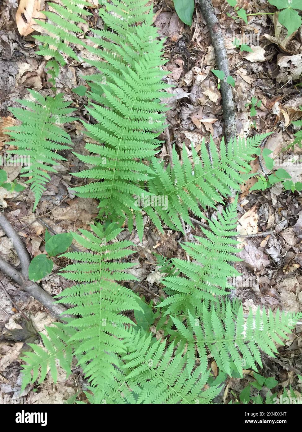 New York fern (Amauropelta noveboracensis) Plantae Stock Photo - Alamy