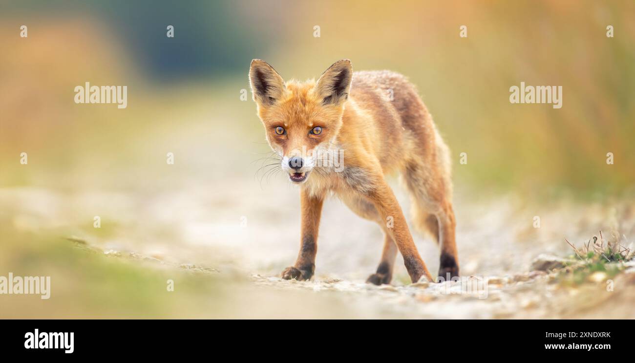 Cute fox Vulpes a fox follows a path in the sun after his catch, the ...