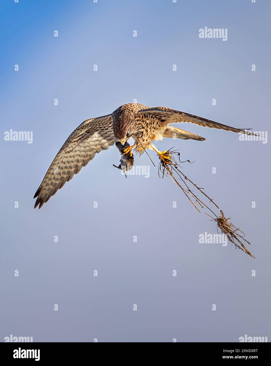 Eagle with mouse hi-res stock photography and images - Alamy