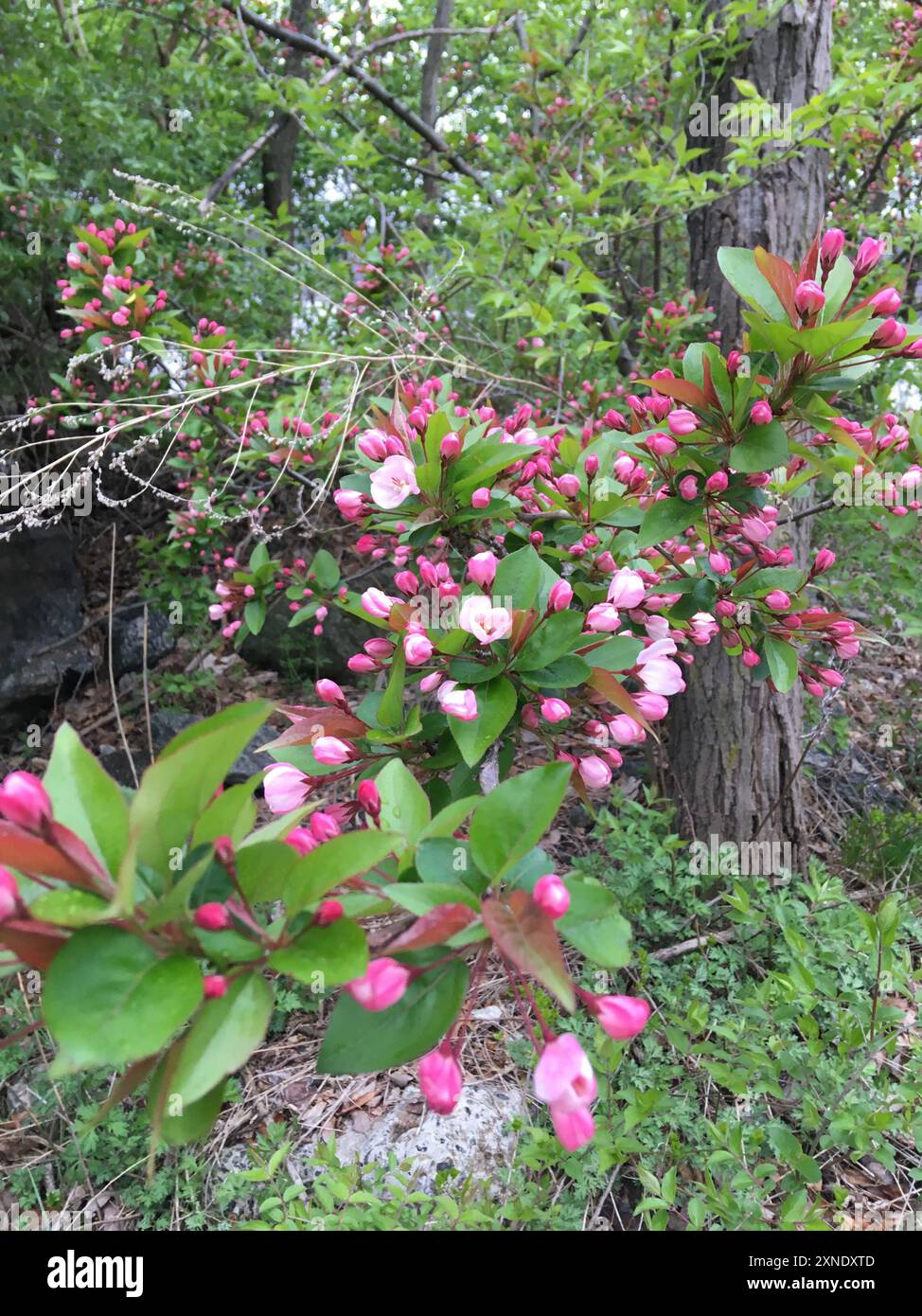 Hupeh Crabapple (Malus hupehensis) Plantae Stock Photo - Alamy