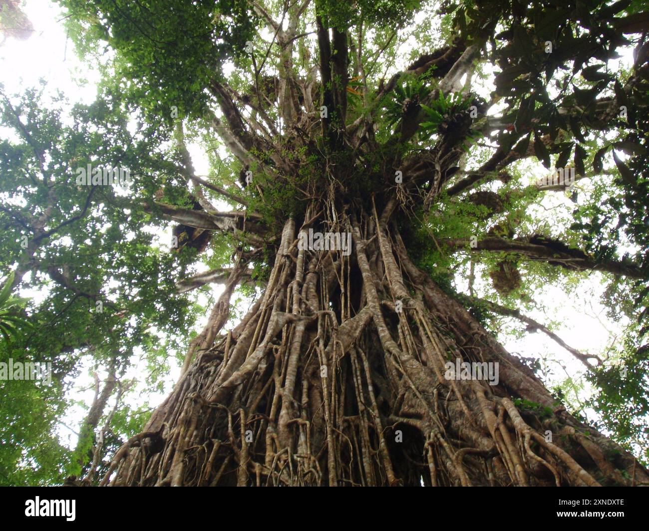 White fig (Ficus virens) Plantae Stock Photo - Alamy