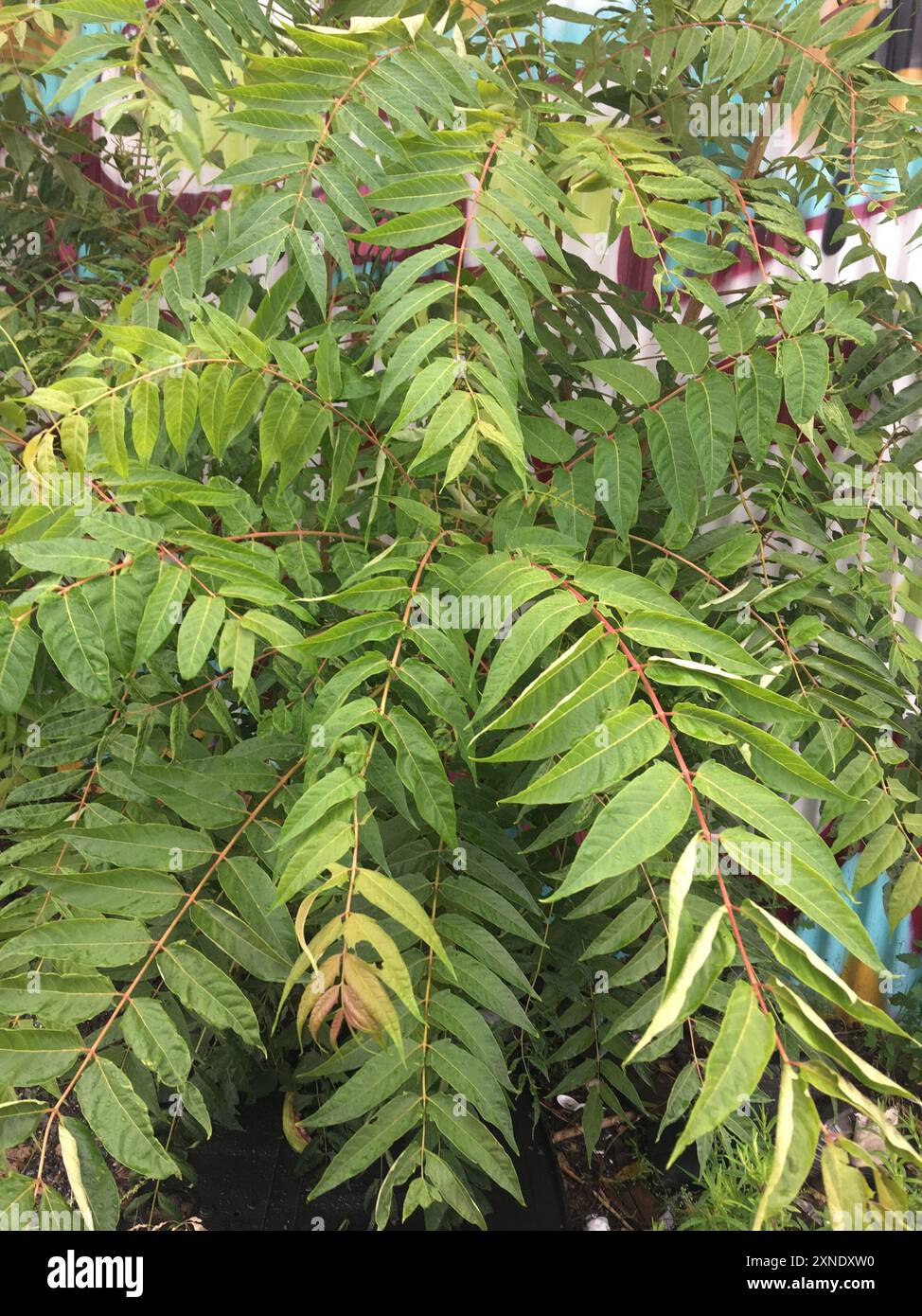 tree-of-heaven (Ailanthus altissima) Plantae Stock Photo - Alamy