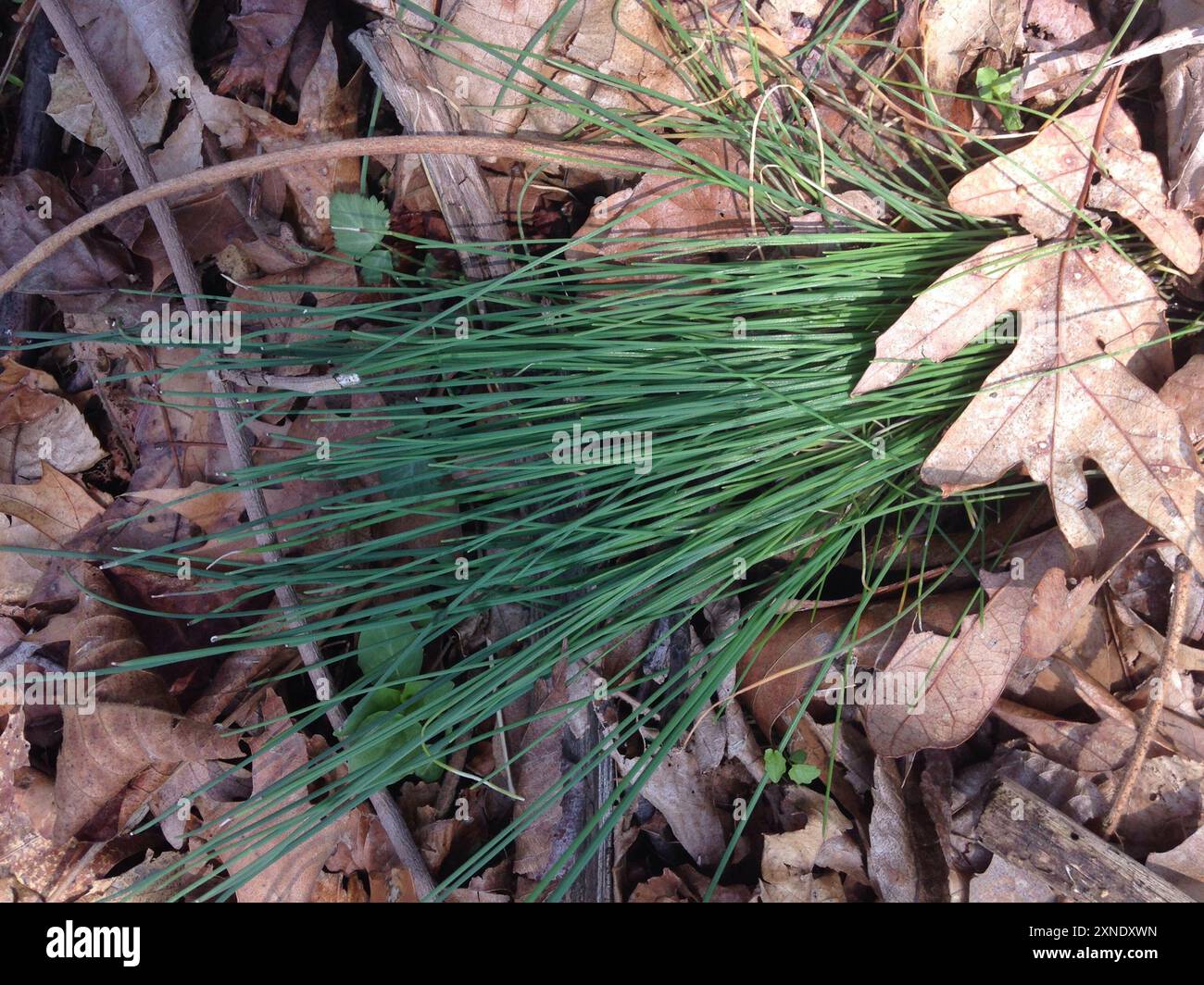 wild garlic (Allium vineale) Plantae Stock Photo - Alamy