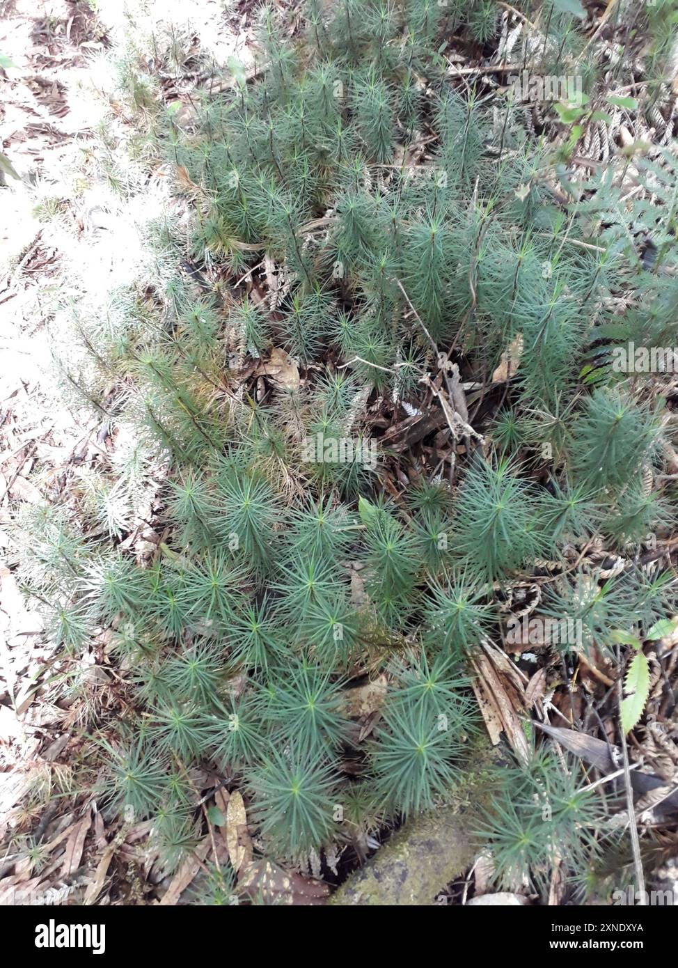 giant moss (Dawsonia superba) Plantae Stock Photo - Alamy