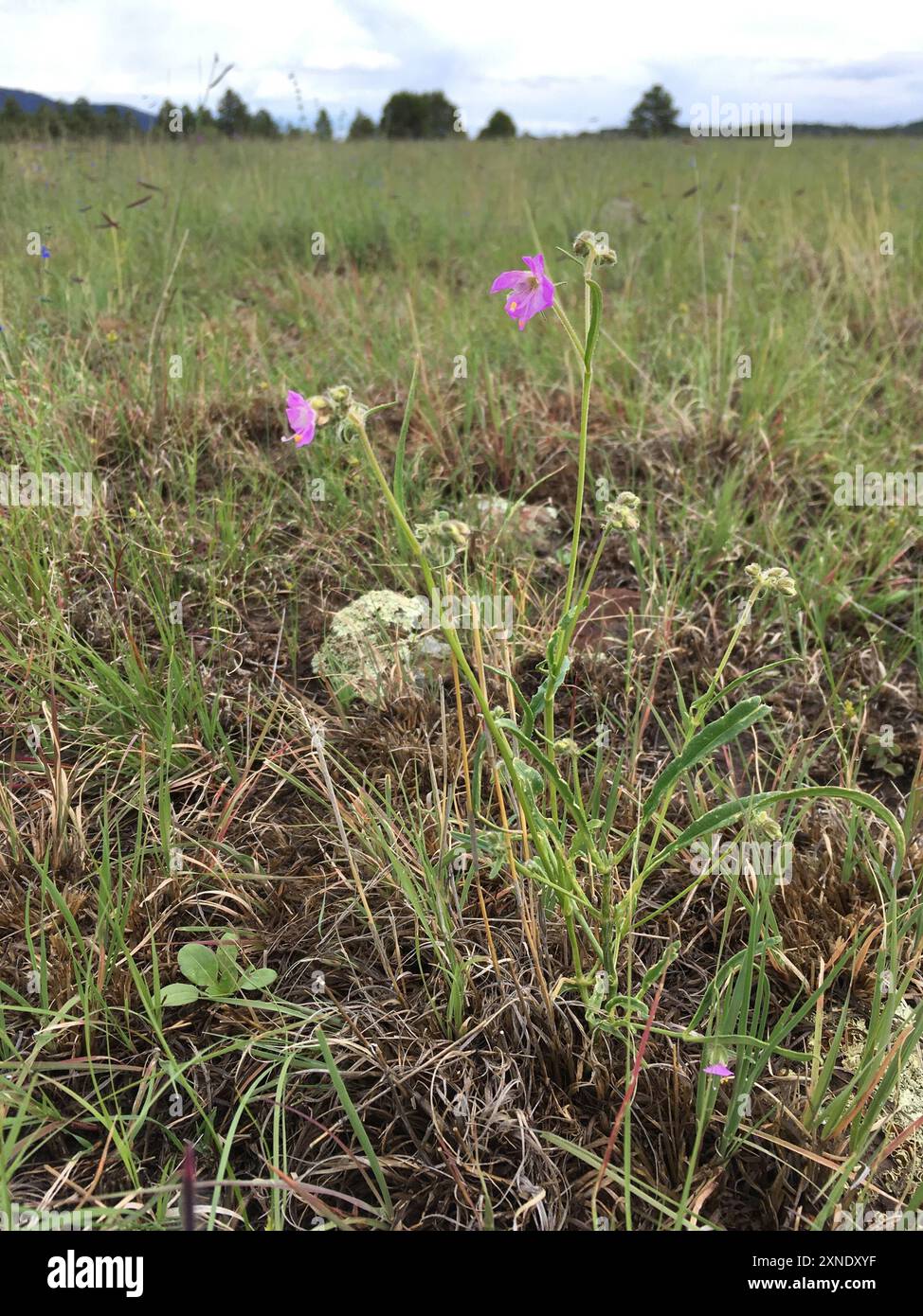 Narrowleaf Four o'Clock (Mirabilis linearis) Plantae Stock Photo - Alamy