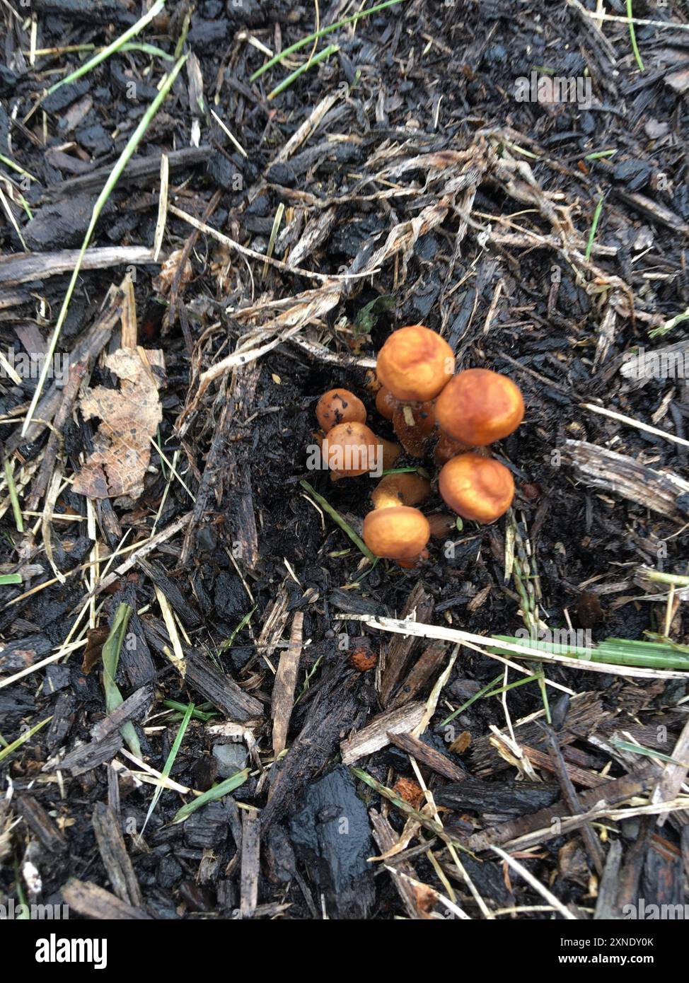 Velvet Foot (Flammulina velutipes) Fungi Stock Photo - Alamy