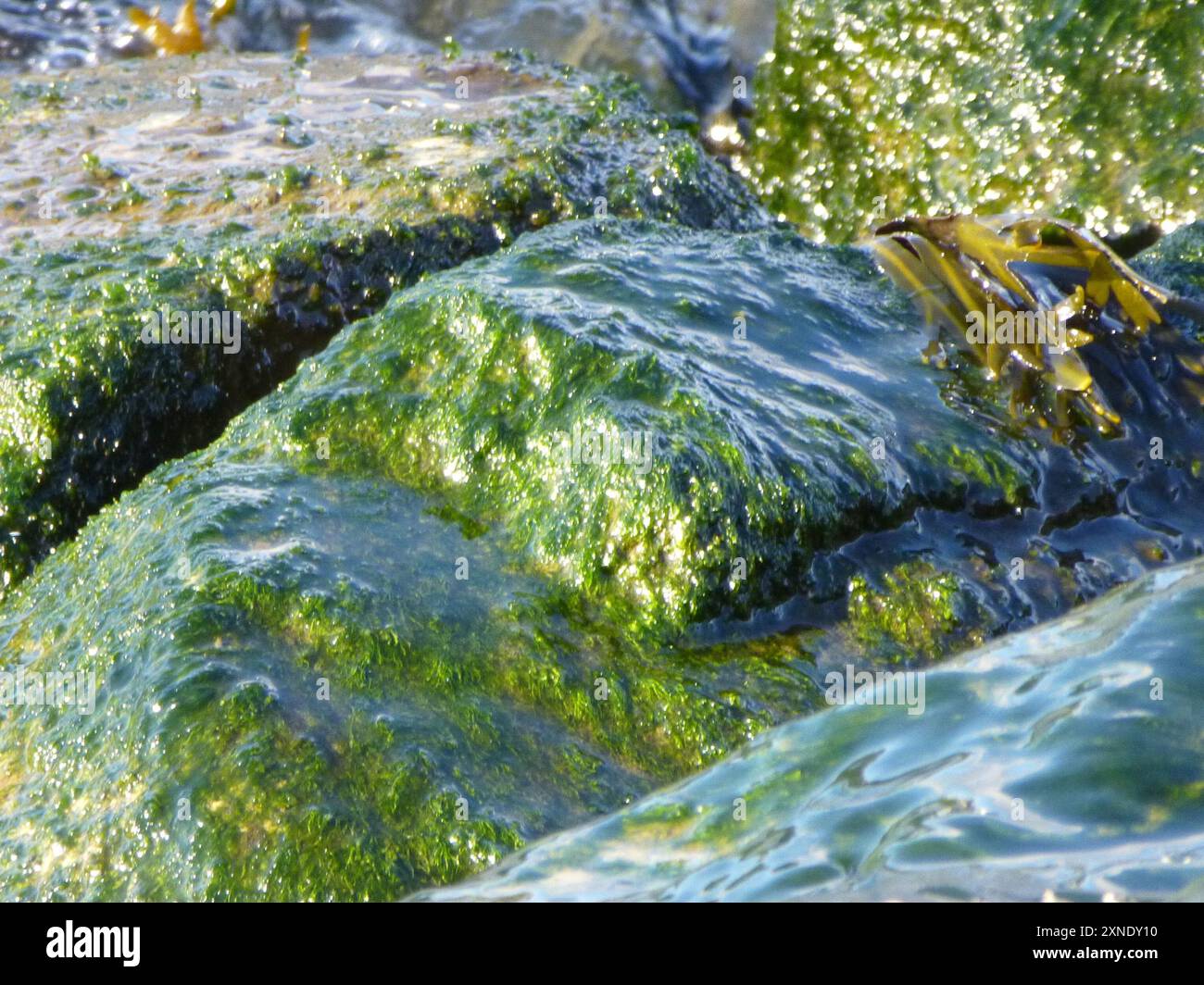 green algae (Chlorophyta) Plantae Stock Photo - Alamy