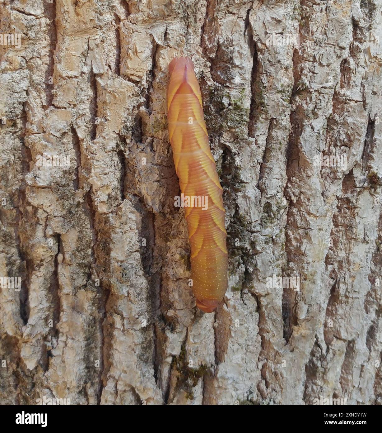 Great Ash Sphinx (Sphinx chersis) Insecta Stock Photo - Alamy
