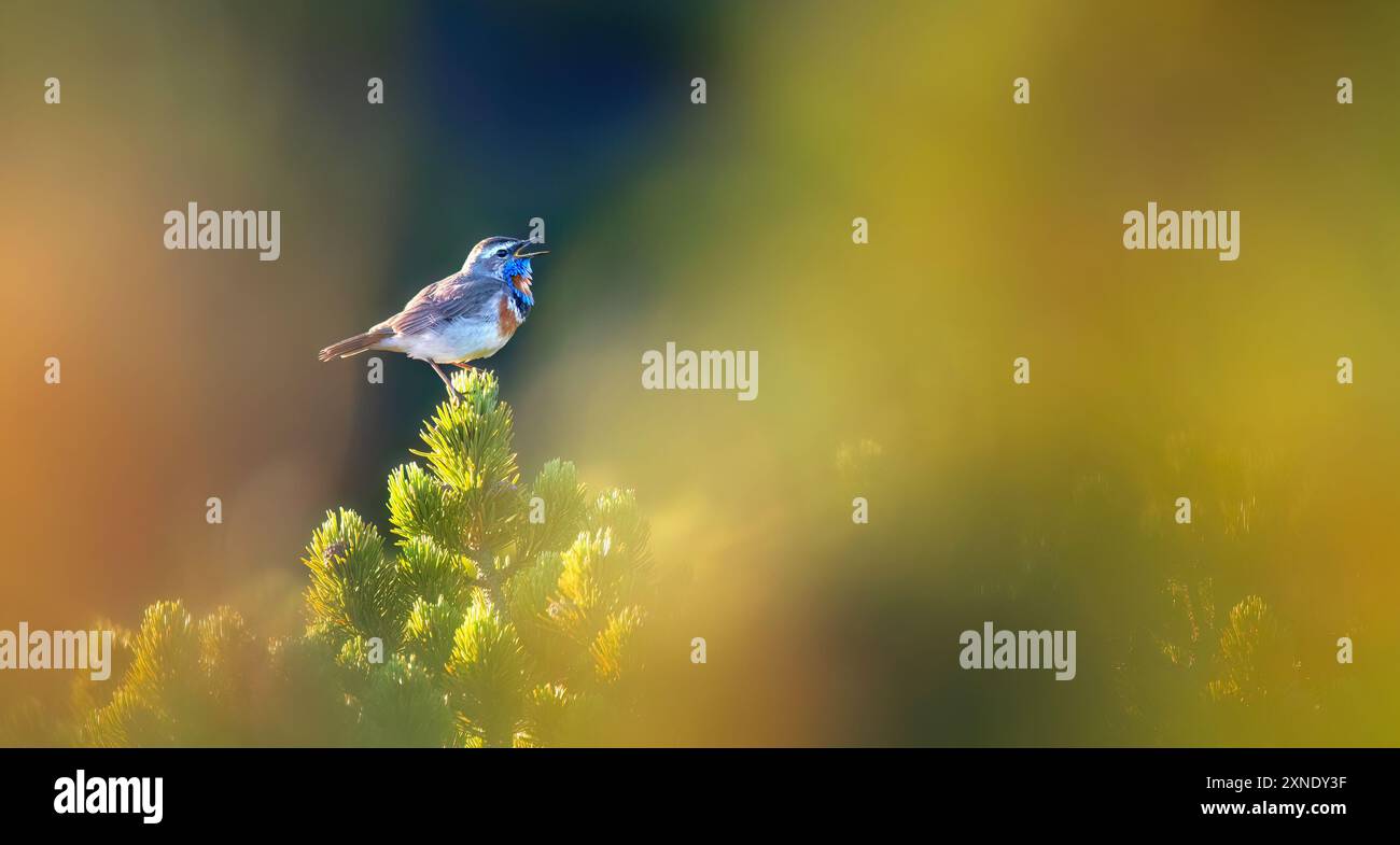 Luscinia svecica svecica he sits on his knees under Snezka in the Giant ...