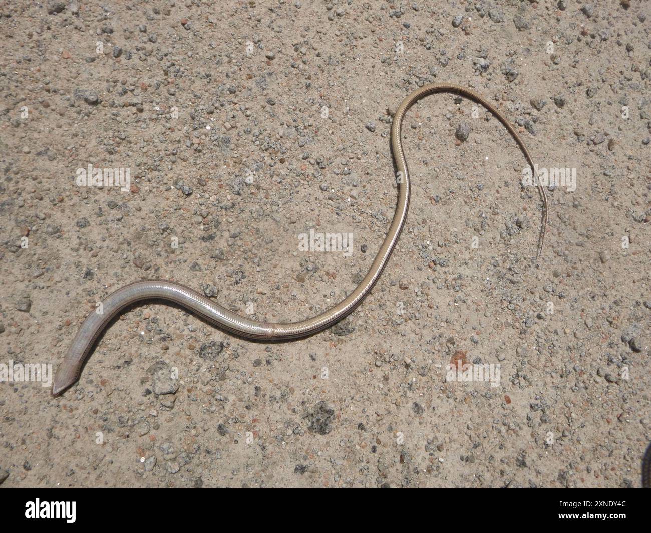 Ophisaurus attenuatus attenuatus hi-res stock photography and images ...