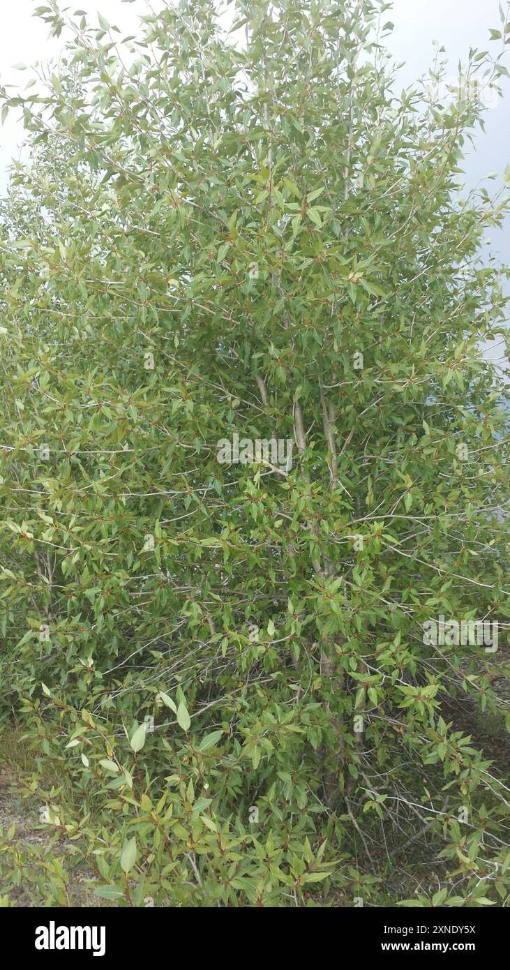 Narrowleaf Cottonwood (Populus angustifolia) Plantae Stock Photo - Alamy