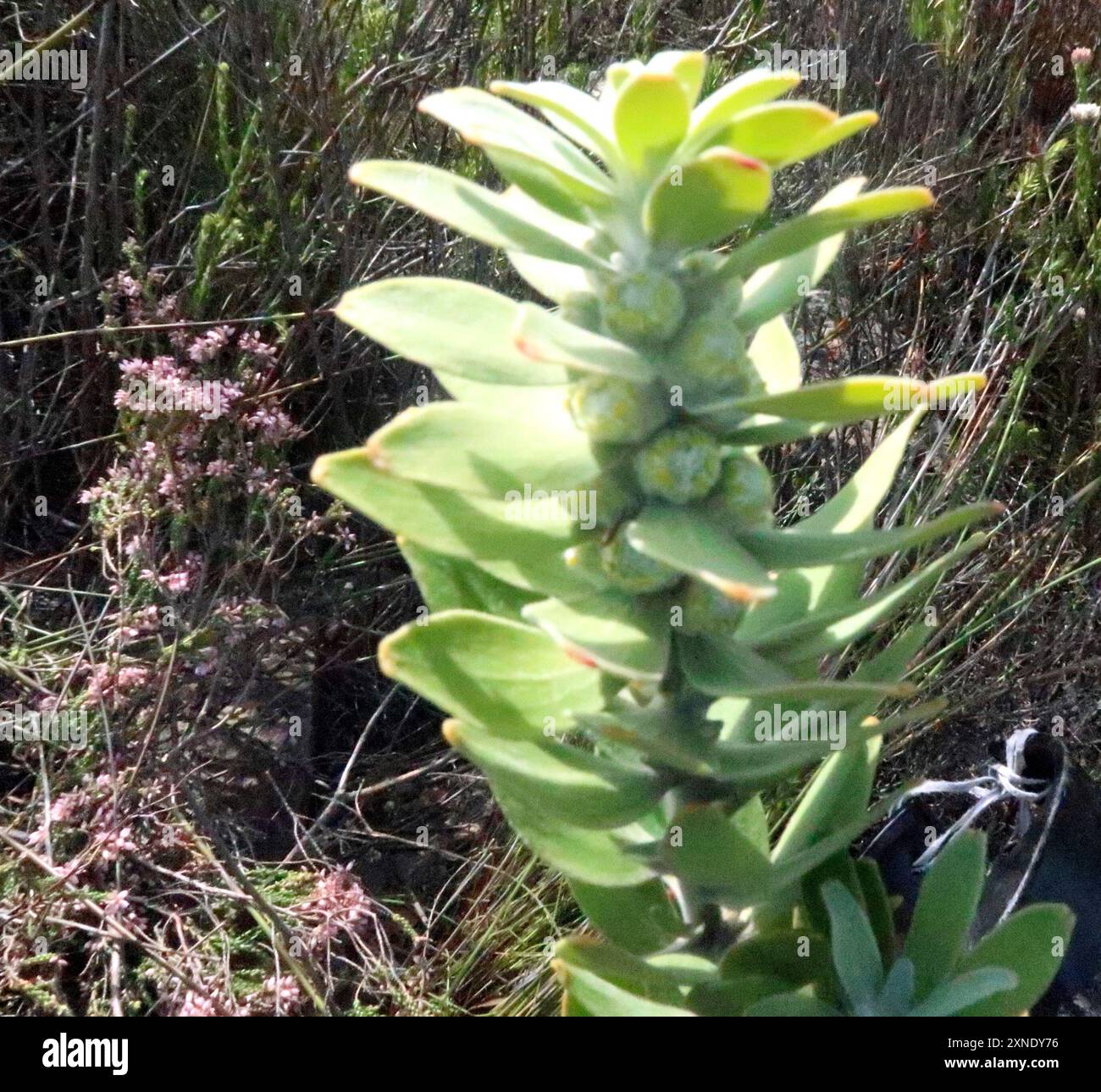 Golden Pagoda (Mimetes chrysanthus) Plantae Stock Photo - Alamy