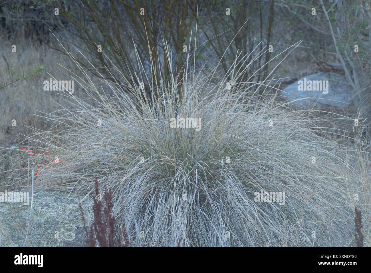 deergrass (Muhlenbergia rigens) Plantae Stock Photo - Alamy