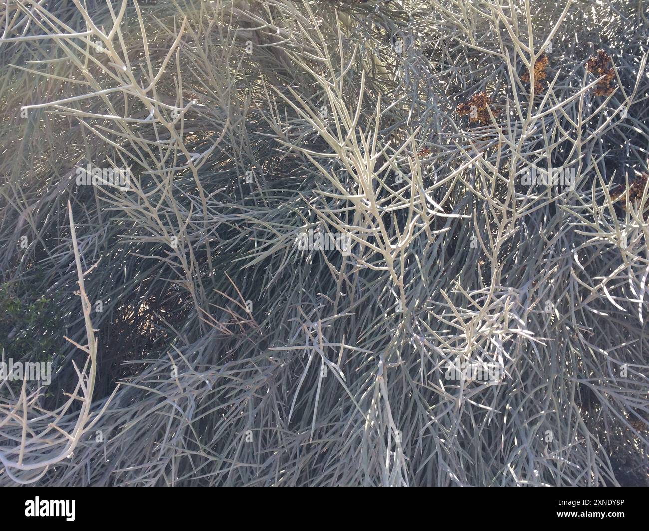 Emory's crucifixion-thorn (Castela emoryi) Plantae Stock Photo - Alamy