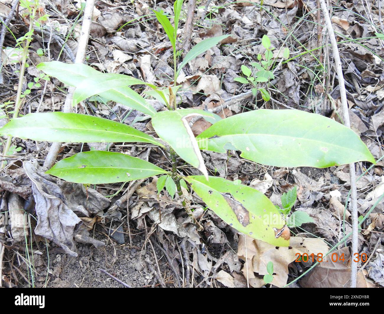 dicots (Magnoliopsida) Plantae Stock Photo - Alamy
