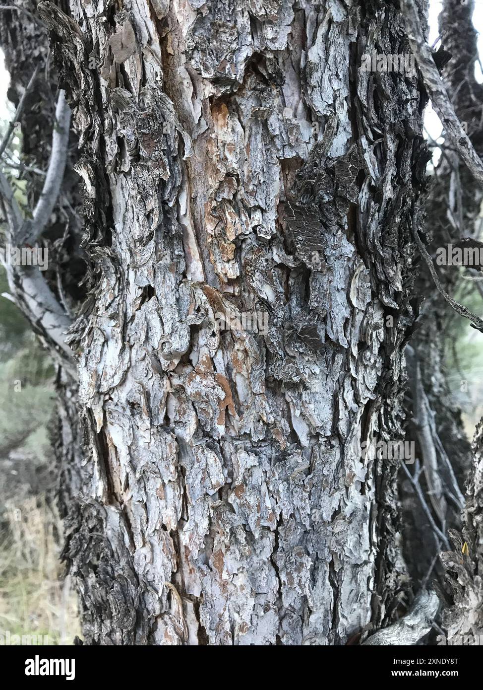 Curlleaf Mountain Mahogany (Cercocarpus ledifolius) Plantae Stock Photo ...